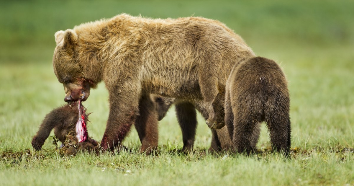 凶暴ヒグマ「OSO18」が再び出現…捕獲の撮影に行き詰まっていた取材班の「新たな希望」（山森 英輔,有元 優喜） | ＋αオンライン | 講談社
