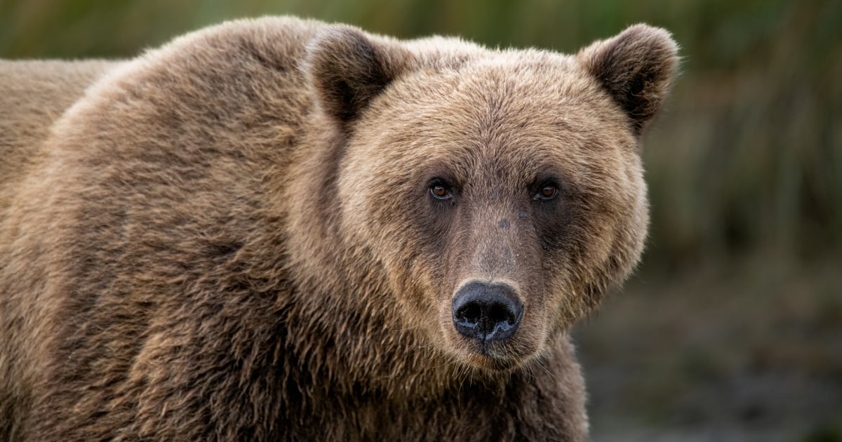 牛32頭を殺したヒグマを追いかけた恐怖の日々……NHKディレクターが明かす「『異形の怪物』OSO18の正体」（週刊現代） | 現代ビジネス | 講談社