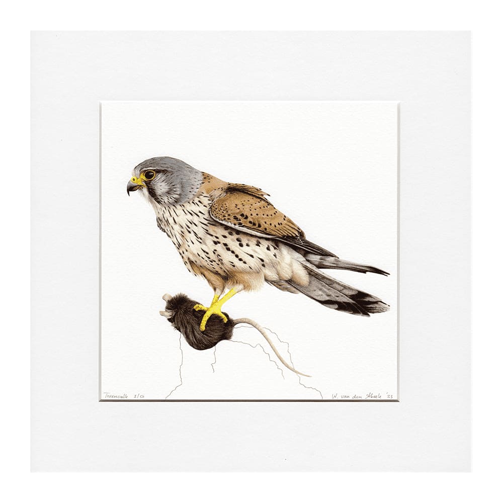 Kunstprent Torenvalk - Geluksvogels