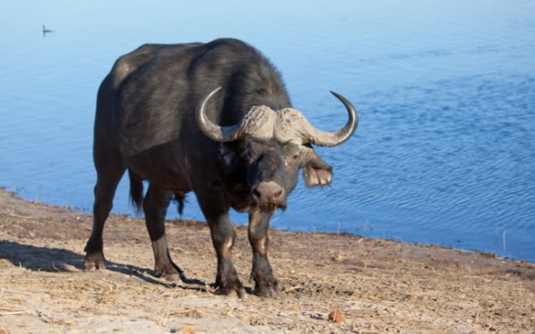 Epic 2026 Hunting Bucket List Adventures | Gentleman's Pursuits