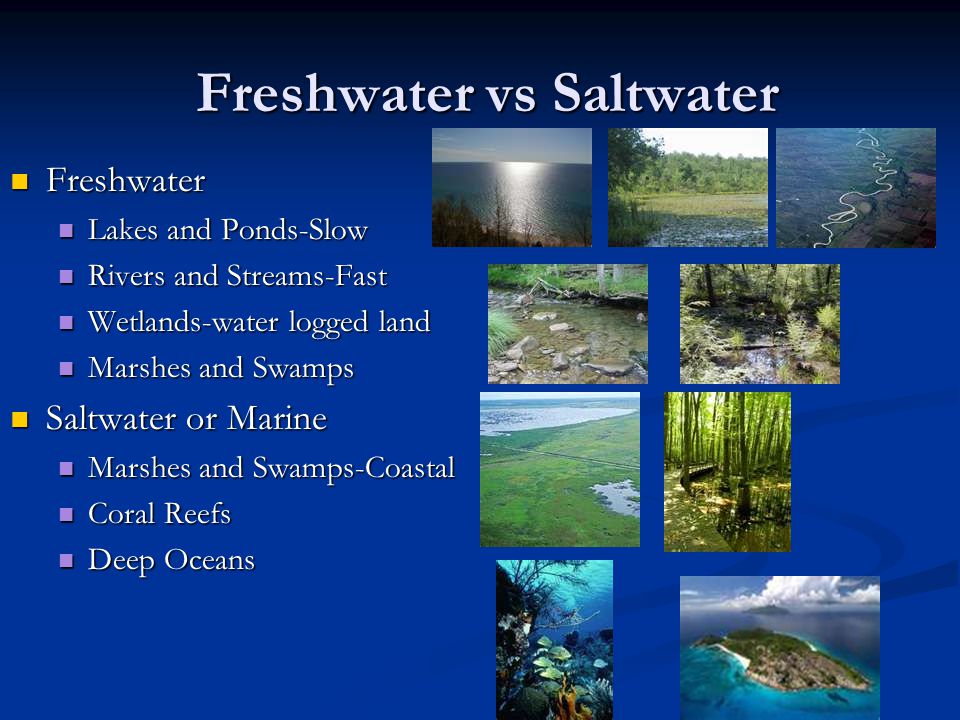 Gimkit - live learning game show