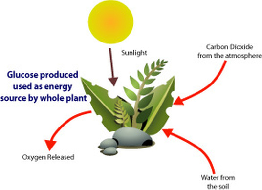 Producer Science Plant
