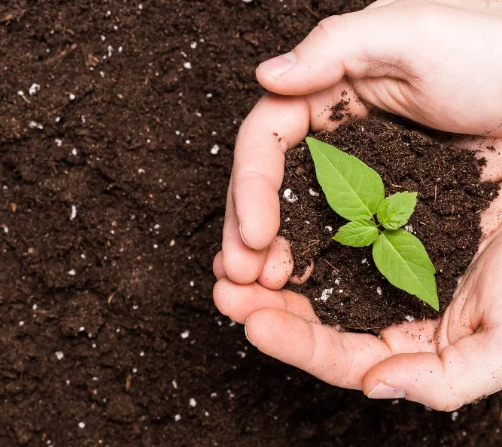 Gimkit - live learning game show