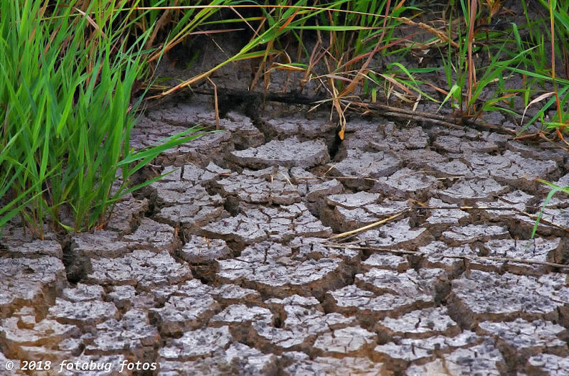 Gimkit - live learning game show