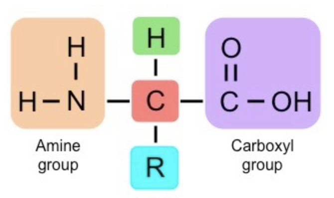 Gimkit - live learning game show