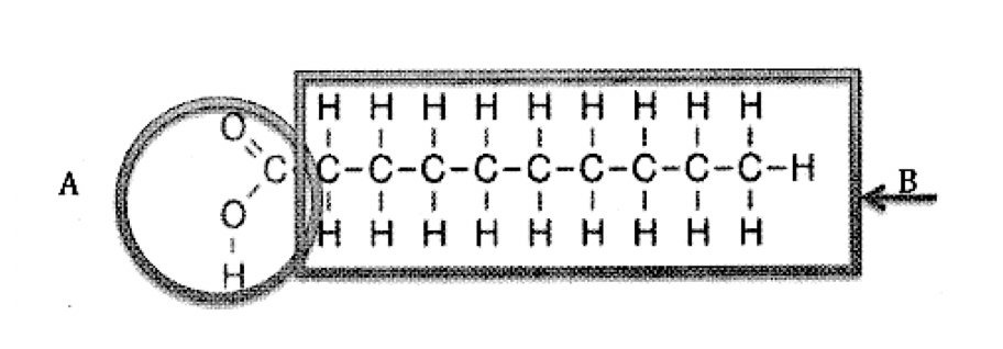 Gimkit - live learning game show