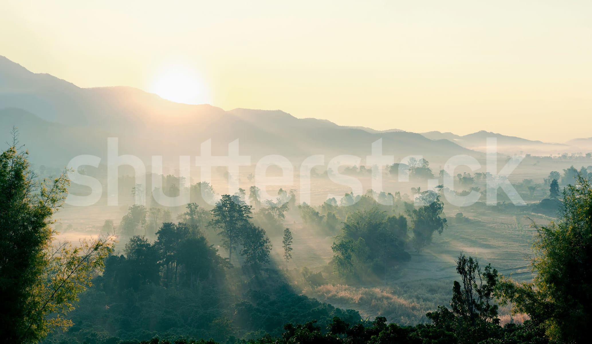 Morning Light - Rebel Walls