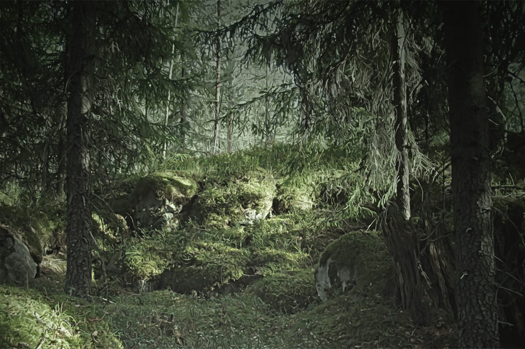 Virgin Forest - Wallpaper | Rebel Walls