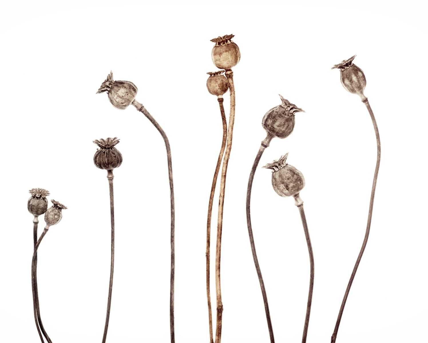 Poppy Capsules - Rebel Walls