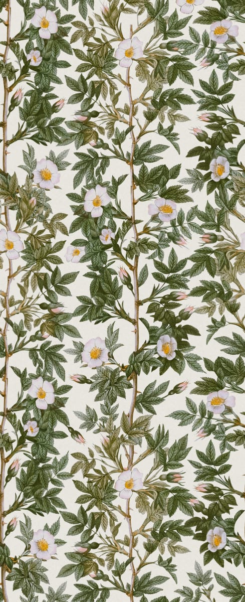 Rose Hip Green - Rebel Walls