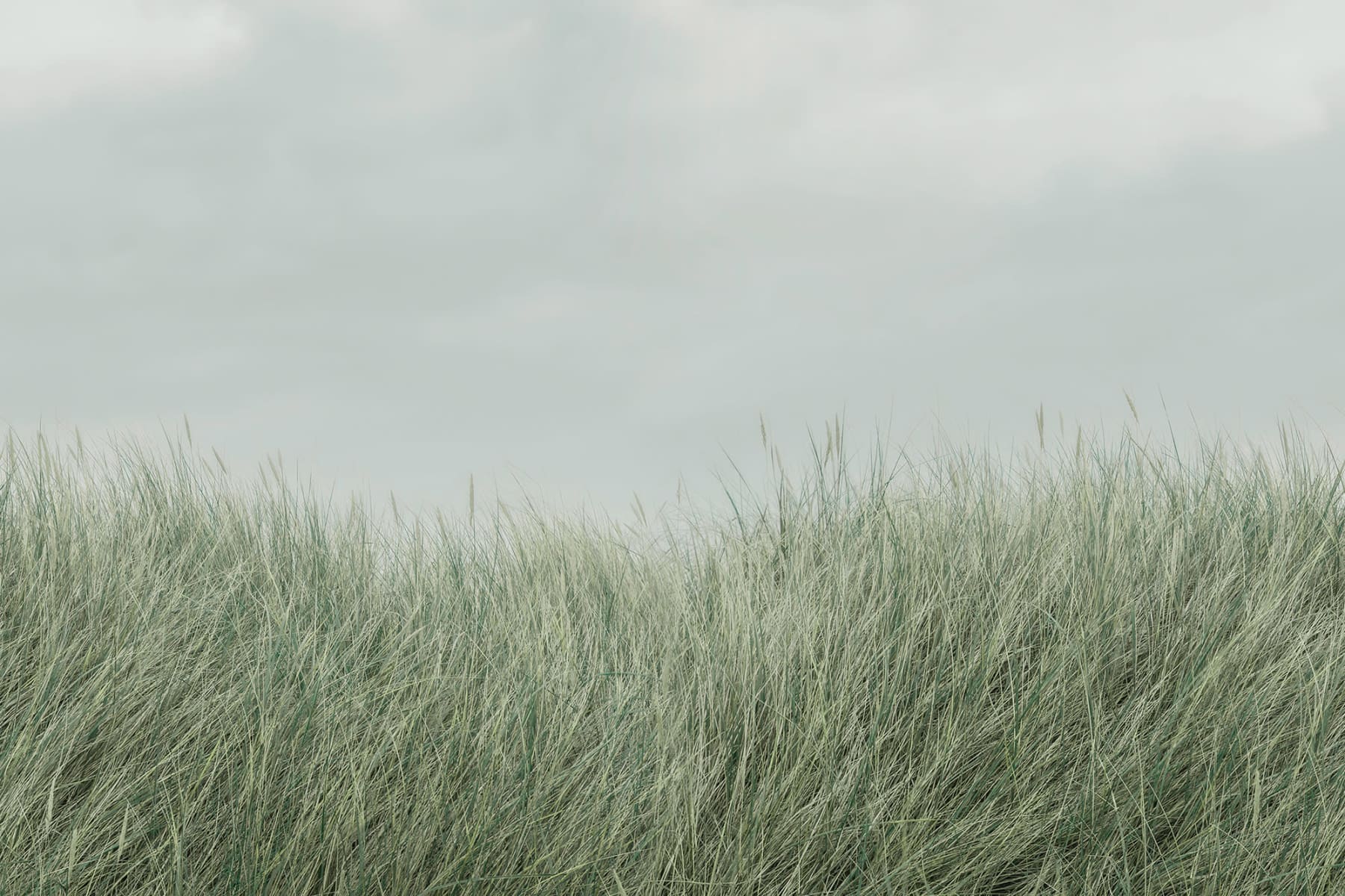 Scandinavian Reed, Green | Rebel Walls