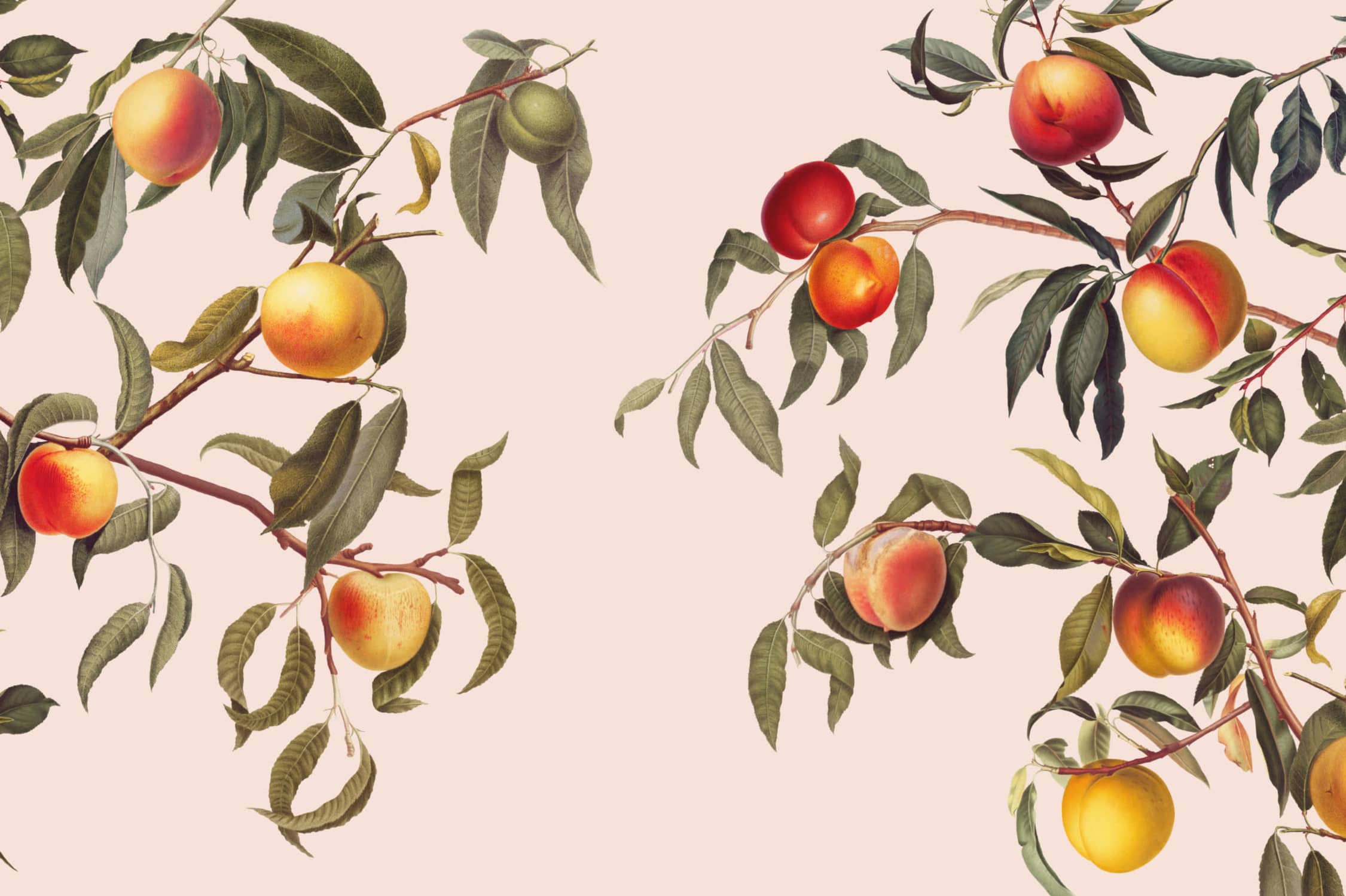 Vintage Neutral Botanical Peach Tree Wall Mural - Hovia