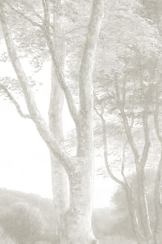 Neutral Forest Landscape Painting Mural - Hovia