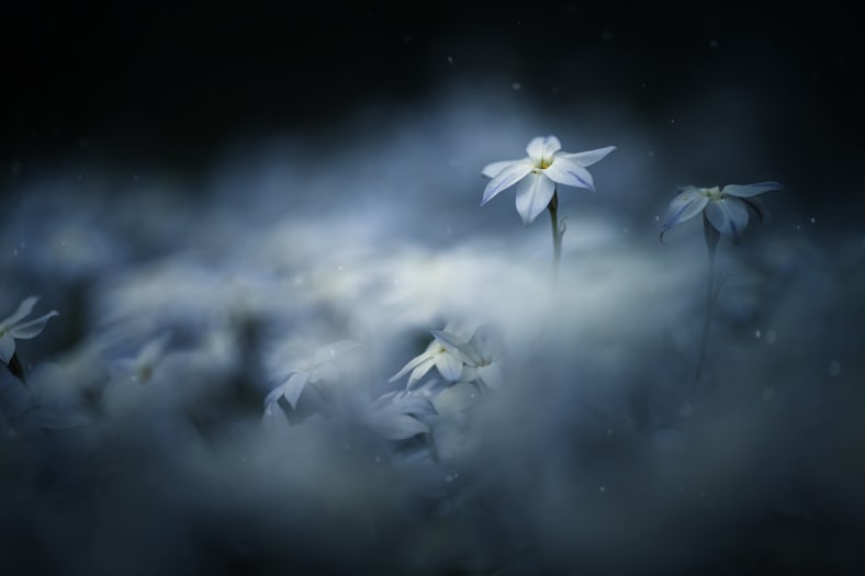 Midnight Flower - Wallpaper | Rebel Walls