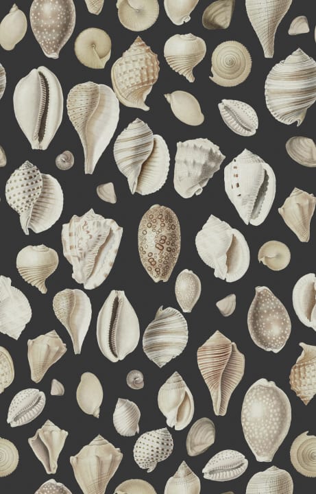 Ocean Shells Graphite - Wallpaper | Rebel Walls