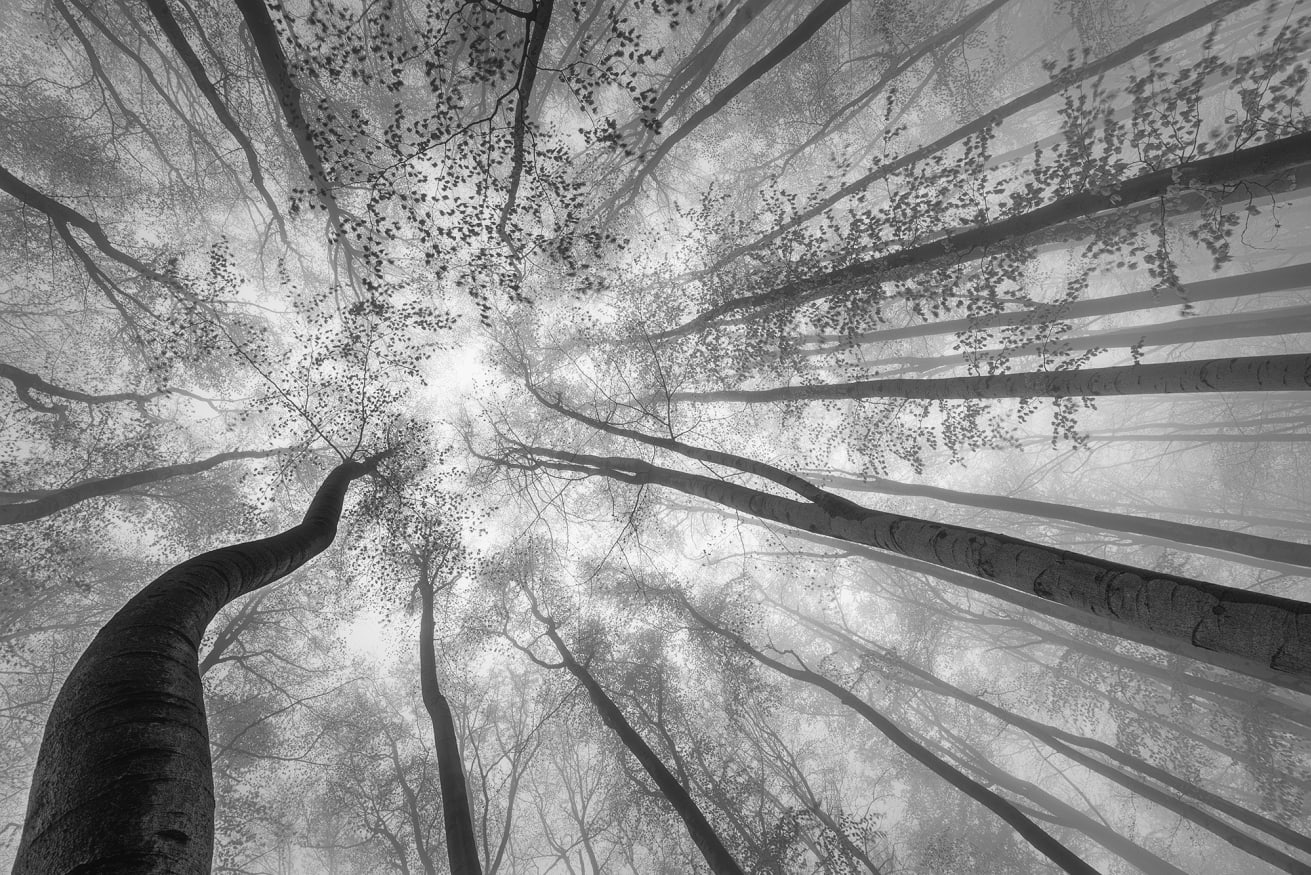 Tree Tops - Wallpaper | Rebel Walls