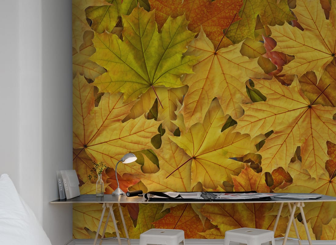 Autumn Leaves Screensavers