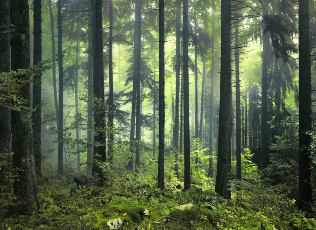 spring forest wallpaper hd