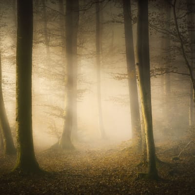 Secret Forest - Rebel Walls