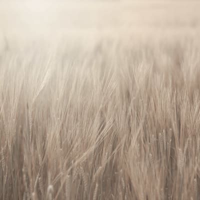 Rye Field, Beige - Rebel Walls