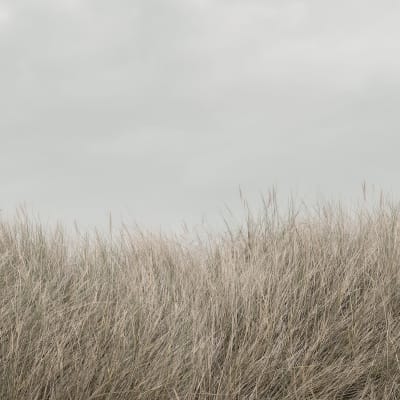 Scandinavian Reed, Beige - Rebel Walls