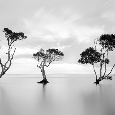 Peaceful Tree - Rebel Walls