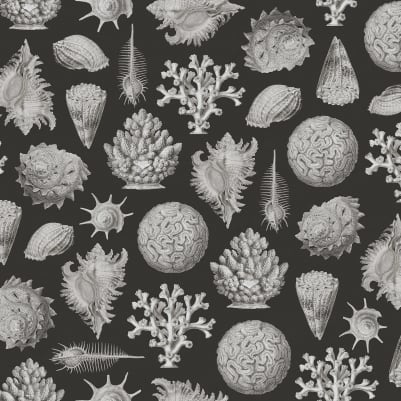 Seashells Graphite - Rebel Walls