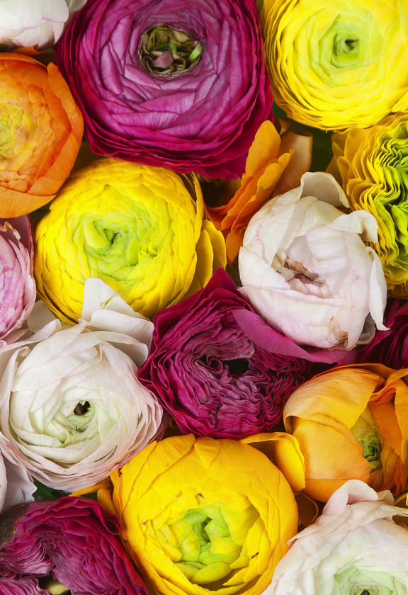 Ranunculus - Wallpaper | Rebel Walls