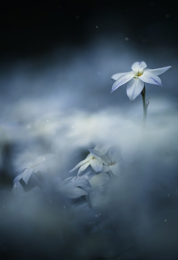 Midnight Flower - Wallpaper | Rebel Walls