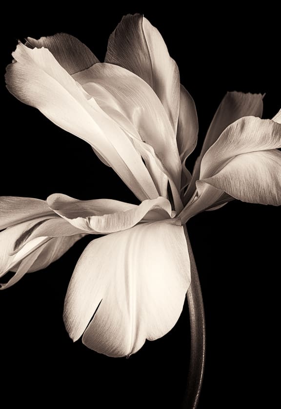 Dramatic Flower - Wallpaper | Rebel Walls