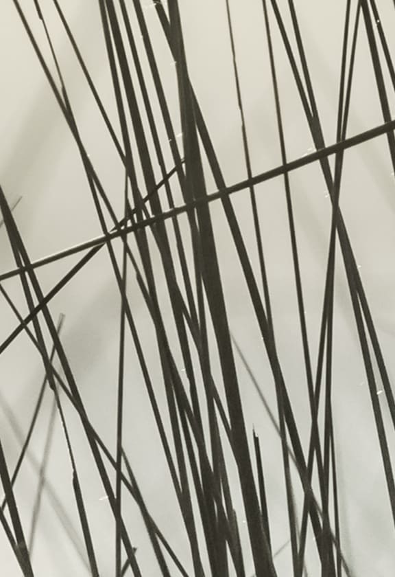 Coastal Reed - Wallpaper | Rebel Walls