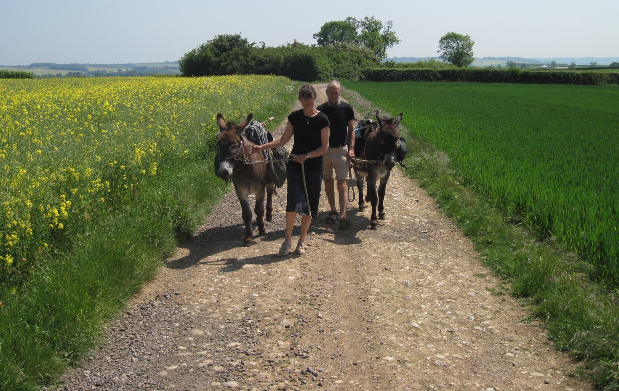 Donkey Walk for Leicester Bach Choir - Online Social Fundraising ...