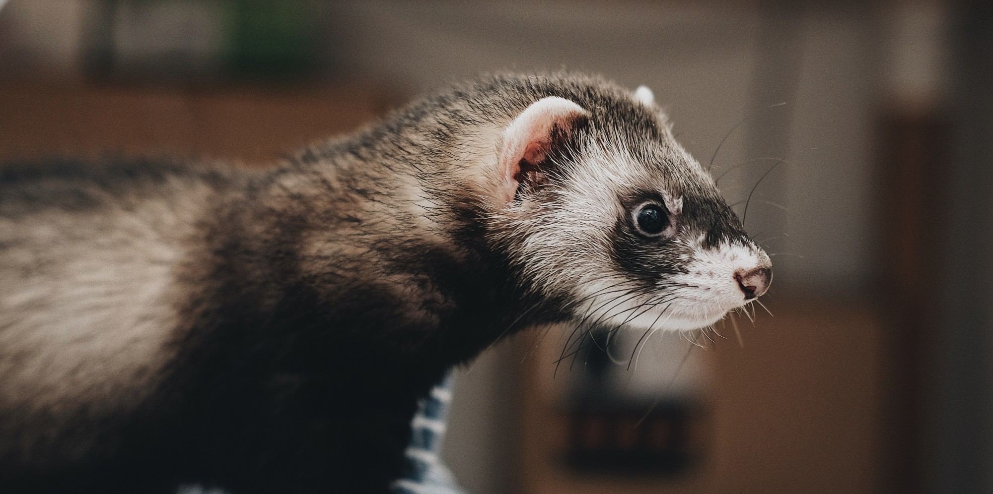 Ferret Fundraiser - Online Social Fundraising Donation Platform | Givey