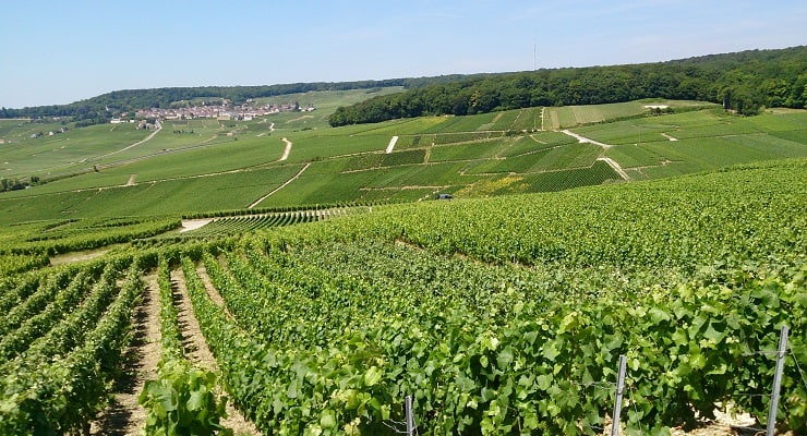 Planning your Visit to Champagne - Glass Of Bubbly