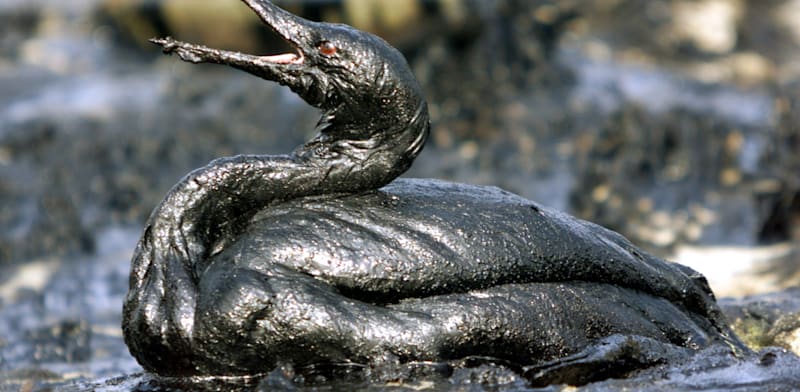 תקיפה במתקני הנפט באיראן תגרום לאסון הסביבתי הגדול בהיסטוריה - גלובס