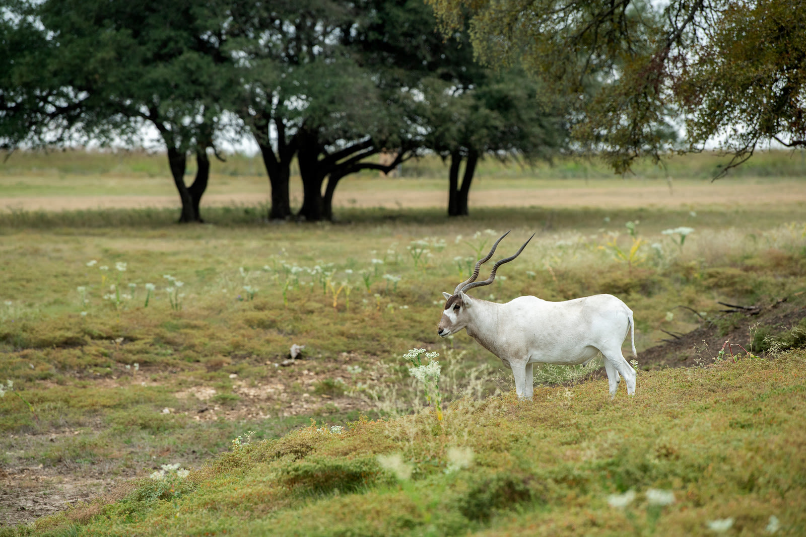 Rates & Trophy Fees | Stone Creek Hunting Ranch