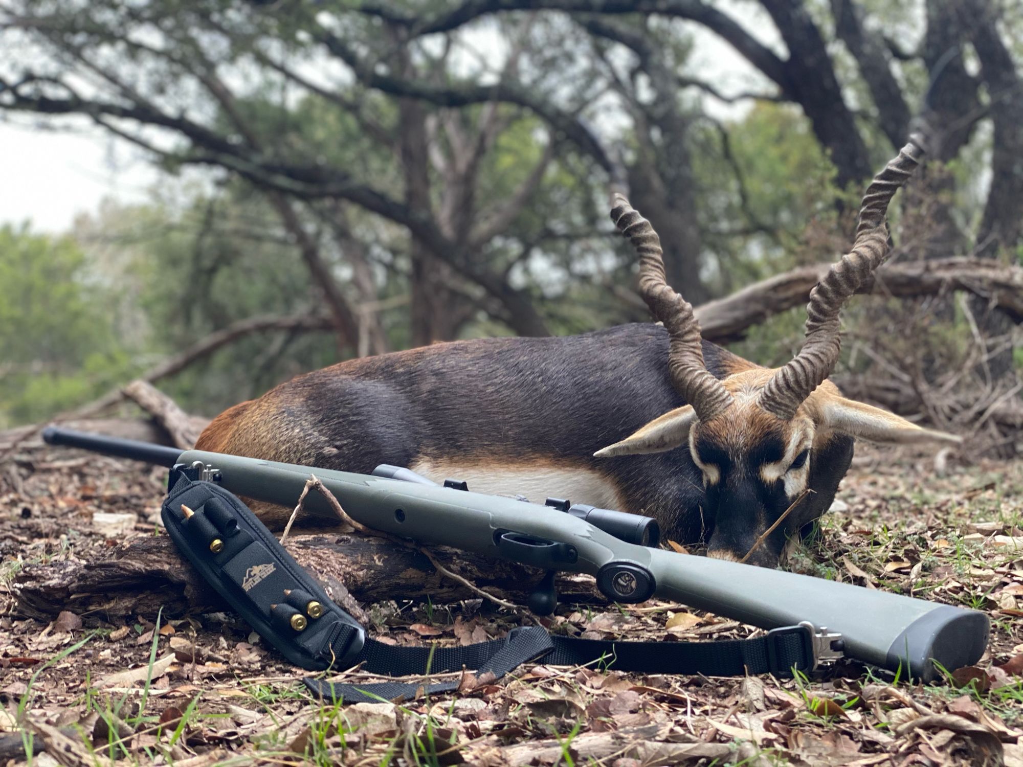 Blackbuck Antelope Hunts | Stone Creek Ranch