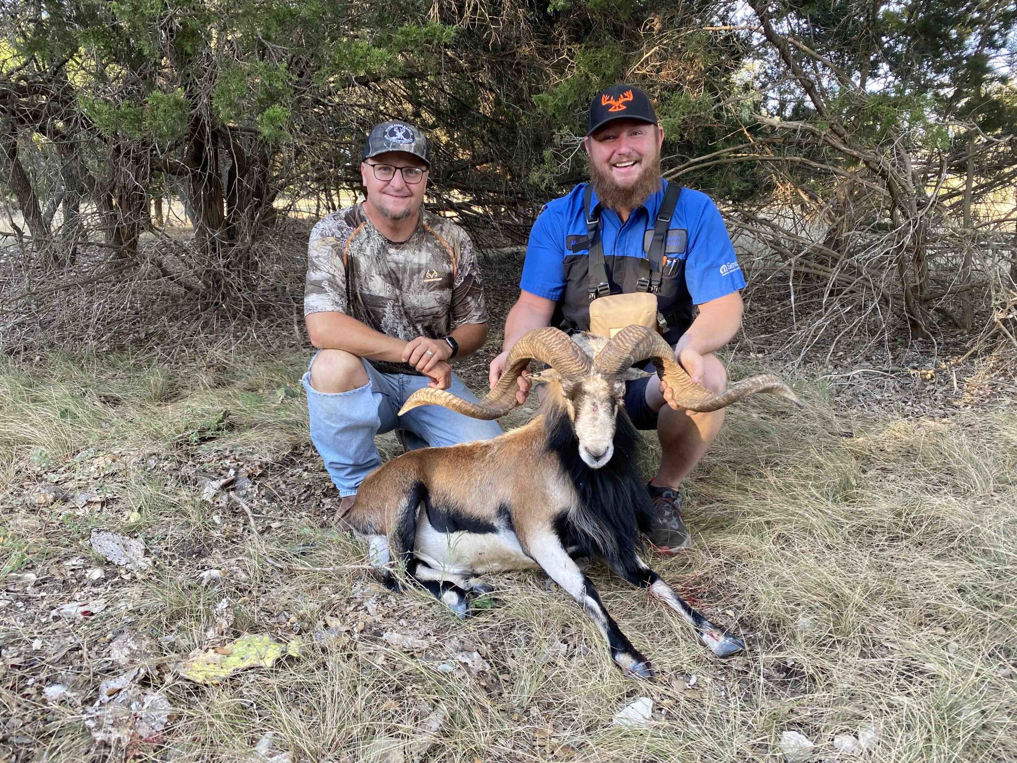 Corsican Ram Hunts | Stone Creek Ranch