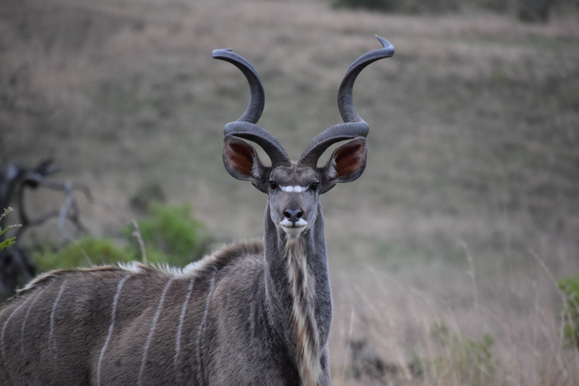Kudu Hunting Texas | Stone Creek Ranch