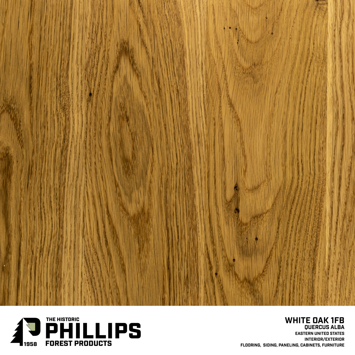 American White Oak I Quercus alba