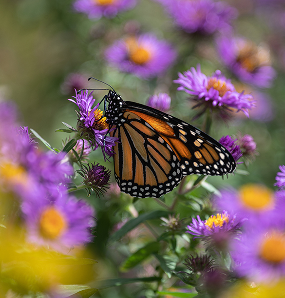 Pollinator Festival & 5K