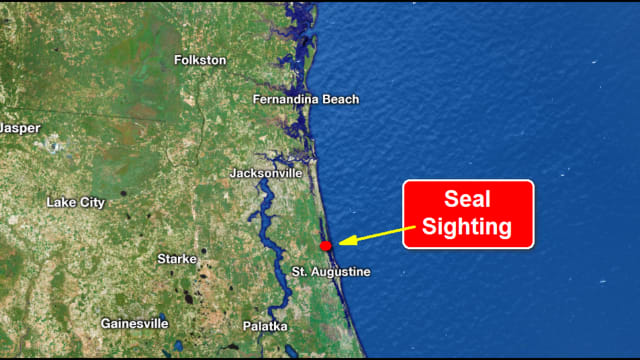 FWC looking for wayward seal spotted in NE Florida