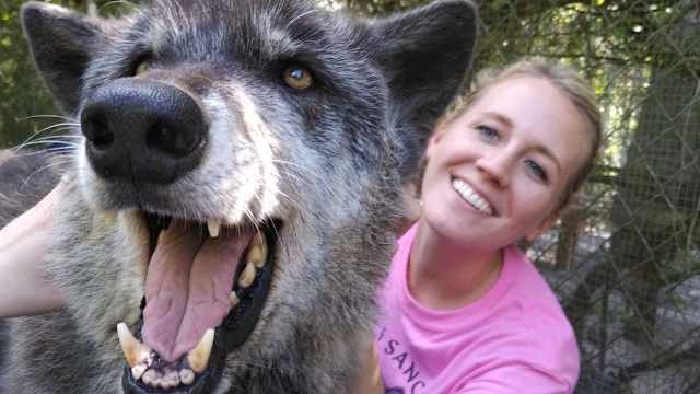 Meet Yuki: Giant Florida wolfdog who's taken internet by storm Meet Yuki: Giant Florida wolfdog who's taken internet by storm