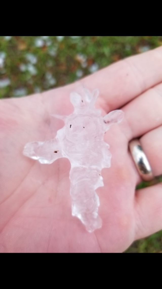 Horses run for cover as spiked hail falls in St. Johns County