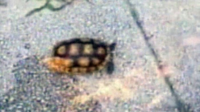 Uproar continues over video of teens torturing, killing tortoise