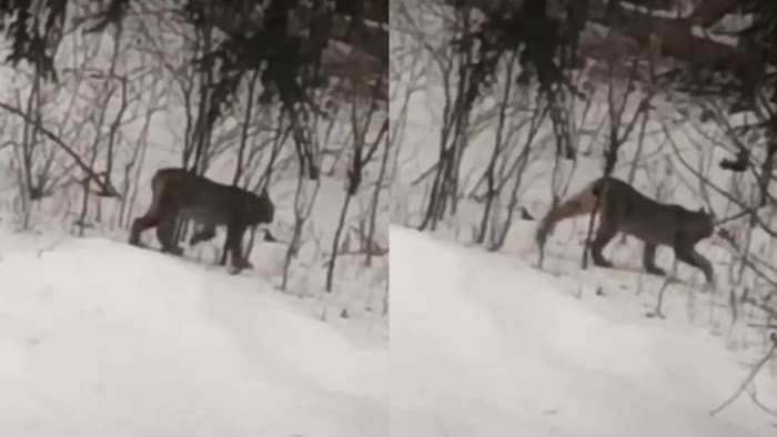 Michigan DNR confirms rare lynx sighting caught on video