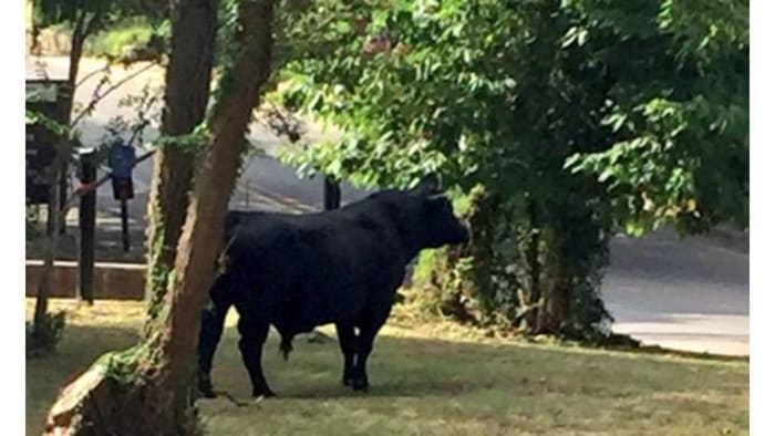 Loose bull spotted at Texas State University