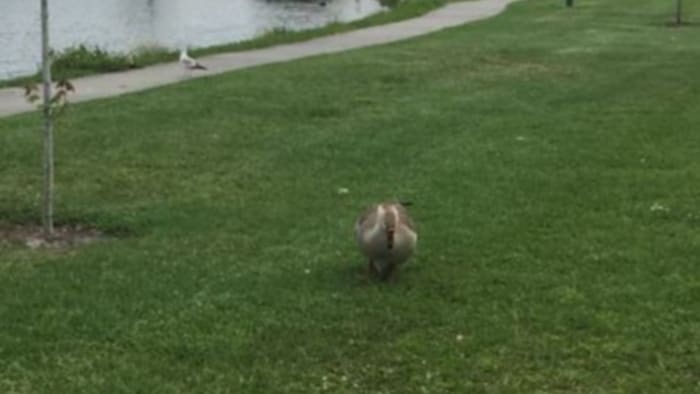 Birds chasing people in Brevard park