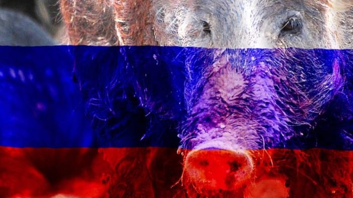 They're big, hairy and scary: Wild Russian boars invading Texas