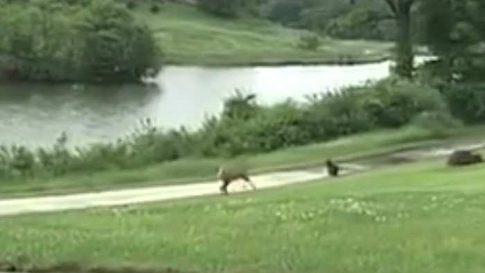 Video: Dog and deer play fetch